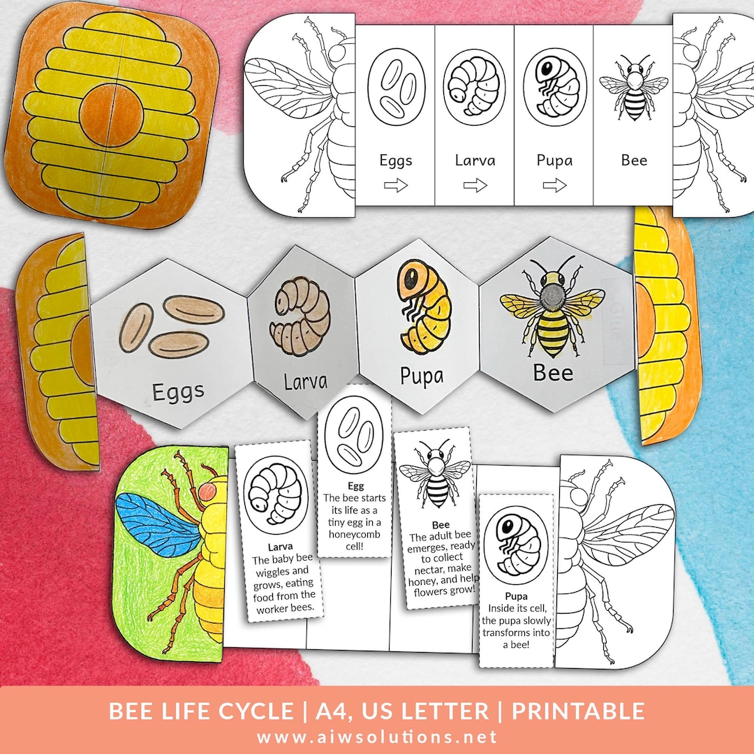 Bee Life Cycle Activity, Bee Foldable Activity, Bee Science Activity ...