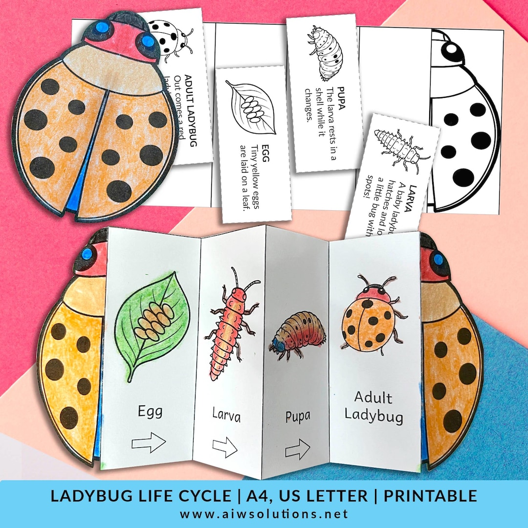 Ladybug Life Cycle Stages for Kids, Easy Insect Life Cycle Craft ...