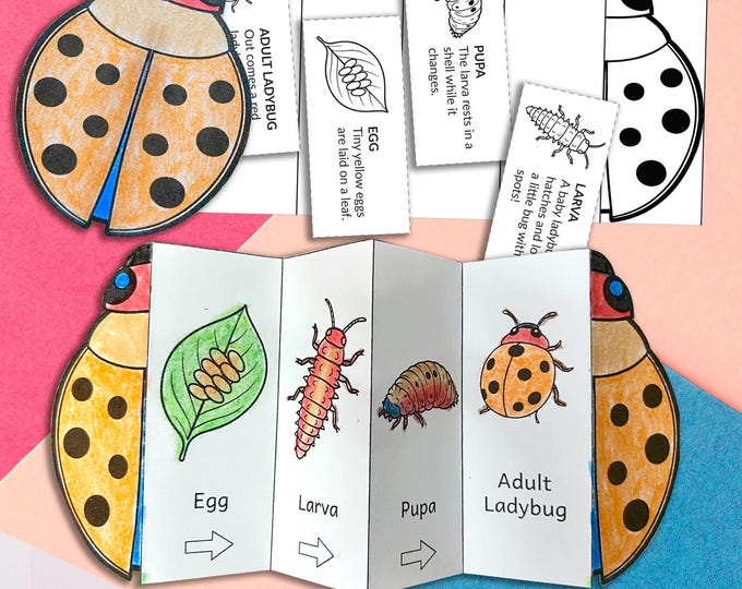 Étapes du cycle de vie des coccinelles pour les enfants, artisanat ...
