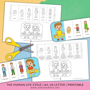 Human Life Cycle, Life Cycle Craft, Human Growth Stages, Foldable ...