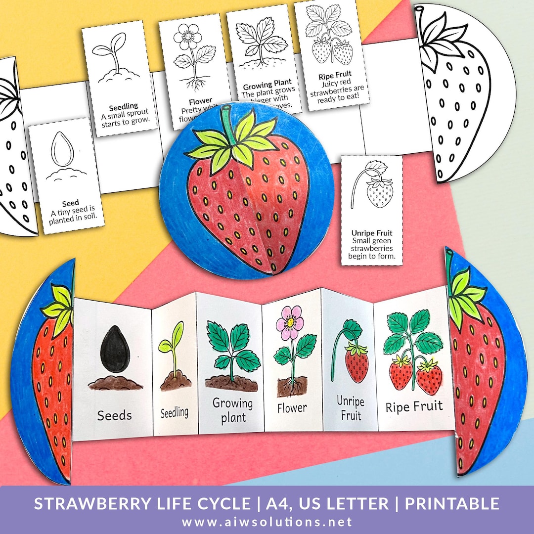 Life Cycle of A Strawberry Plant Sequence and Fold Kids’ Craft ...