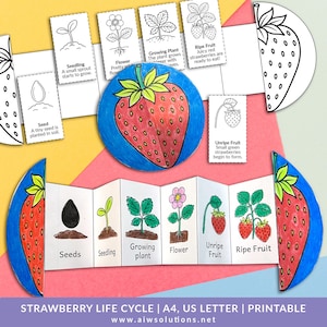 Life Cycle of A Strawberry Plant Sequence and Fold Kids’ Craft ...