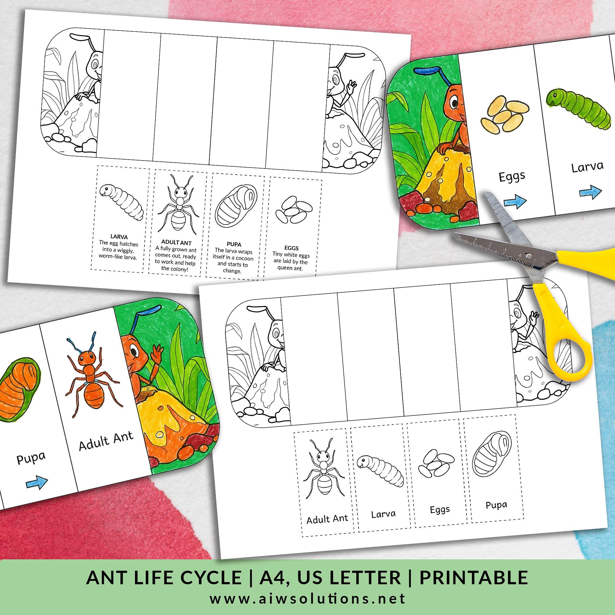 Ant Life Cycle, Life Cycle of an Ant, Ant Worksheet, Printable Ant ...