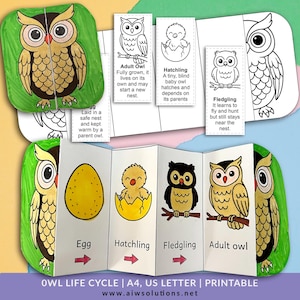 Owl Life Cycle Craft | Foldable Printable Science Activity for Kids ...