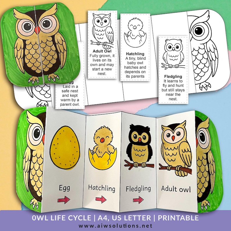 Owl Life Cycle Craft | Foldable Printable Science Activity for Kids ...