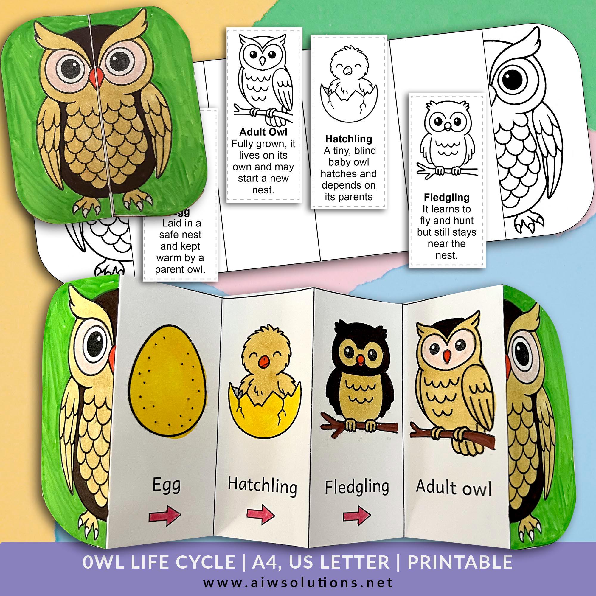 Owl Life Cycle Craft | Foldable Printable Science Activity for Kids ...