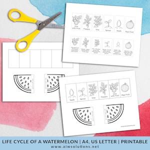 Life Cycle of A Watermelon Plant Sequence and Fold Kids’ Craft ...