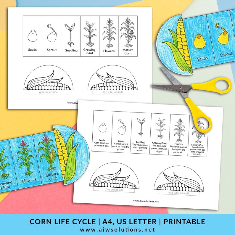 Corn Life Cycle Sequencing Activity: Printable Science Craft (PDF & JPG ...