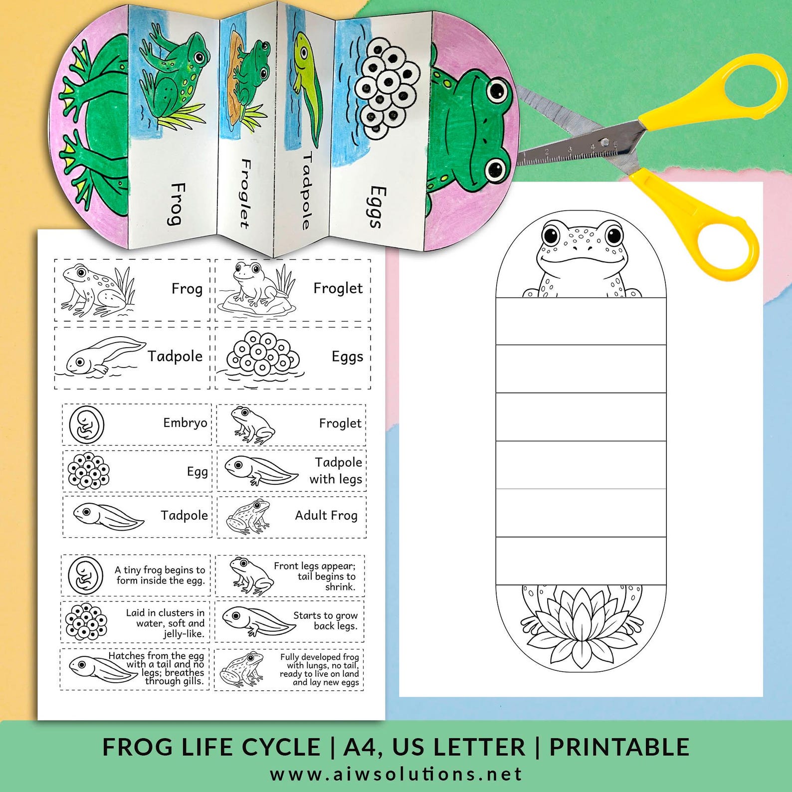 Life Cycle of a Frog Foldable Kids' Craft, Frog Worksheet, Frog Life ...