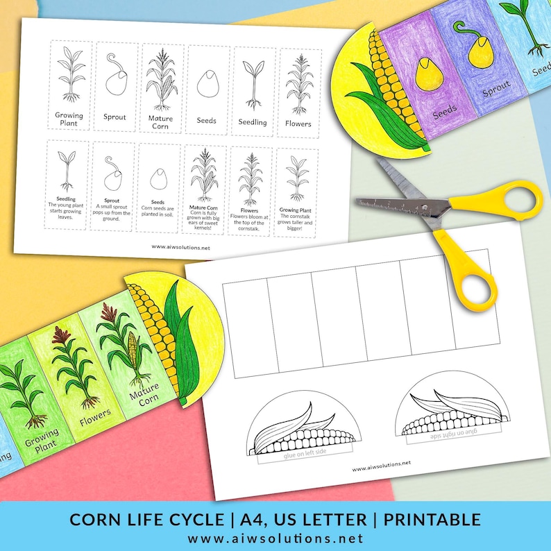 Corn Life Cycle Sequencing Activity: Printable Science Craft (PDF & JPG ...