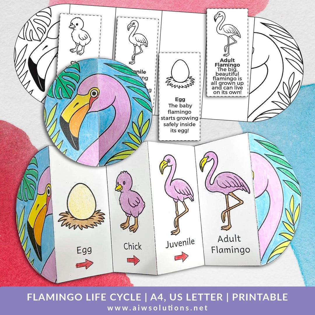 Flamingo Life Cycle Activity, Flamingo Foldable Activity, Flamingo ...