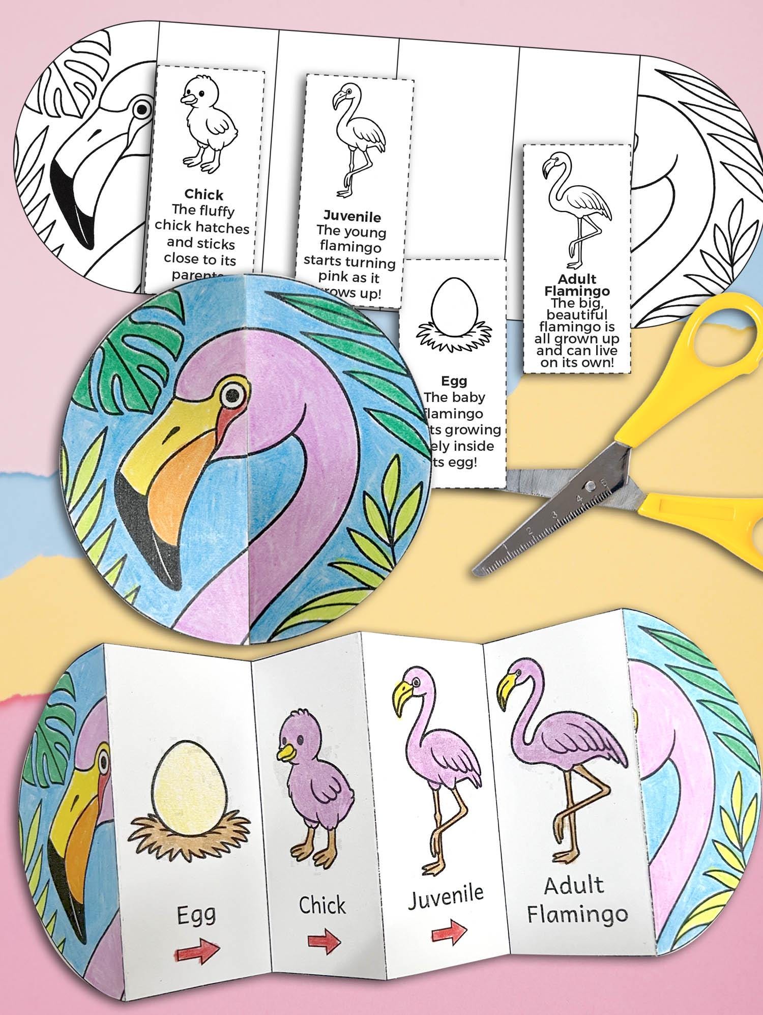 Flamingo Life Cycle Activity, Flamingo Foldable Activity, Flamingo ...