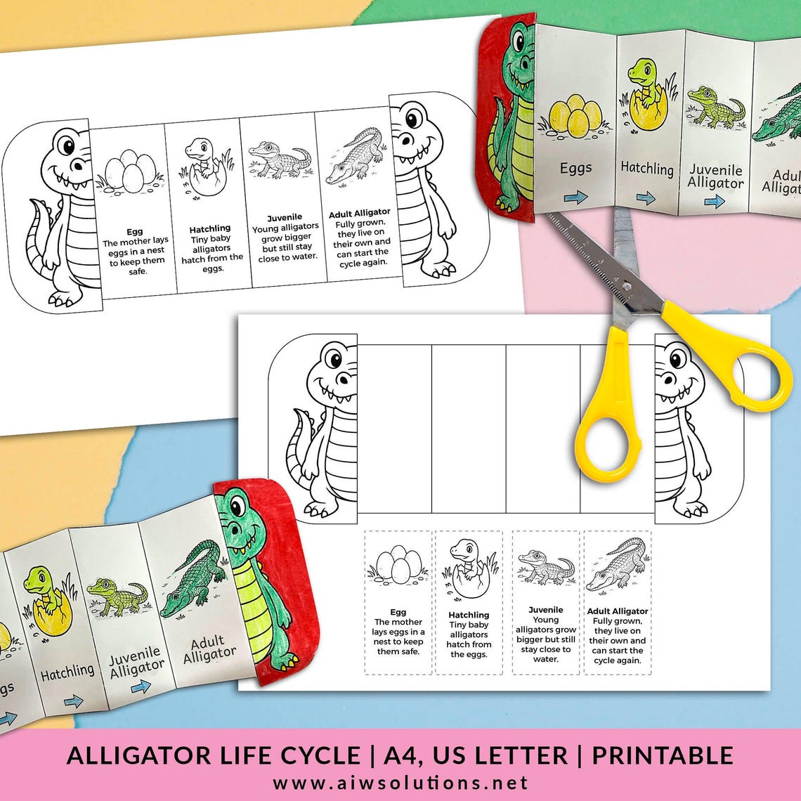 Life Cycle of an Alligator Foldable Kids' Craft, Alligator Sequencing ...