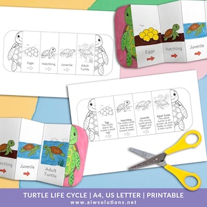 Turtle Life Cycle Activity, Sea Animal Foldable Activity, Turtle ...