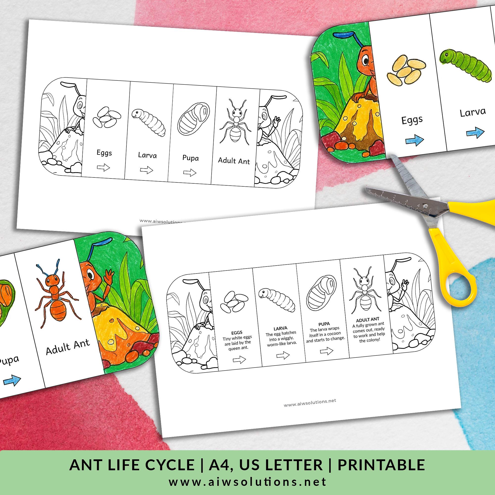 Ant Life Cycle, Life Cycle of an Ant, Ant Worksheet, Printable Ant ...