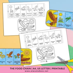 Food Chain Foldable, Food Chain Activity, Life Science Craft,stem ...