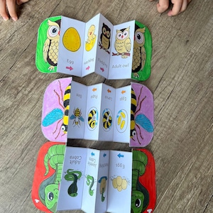 Turtle Life Cycle Activity, Sea Animal Foldable Activity, Turtle ...