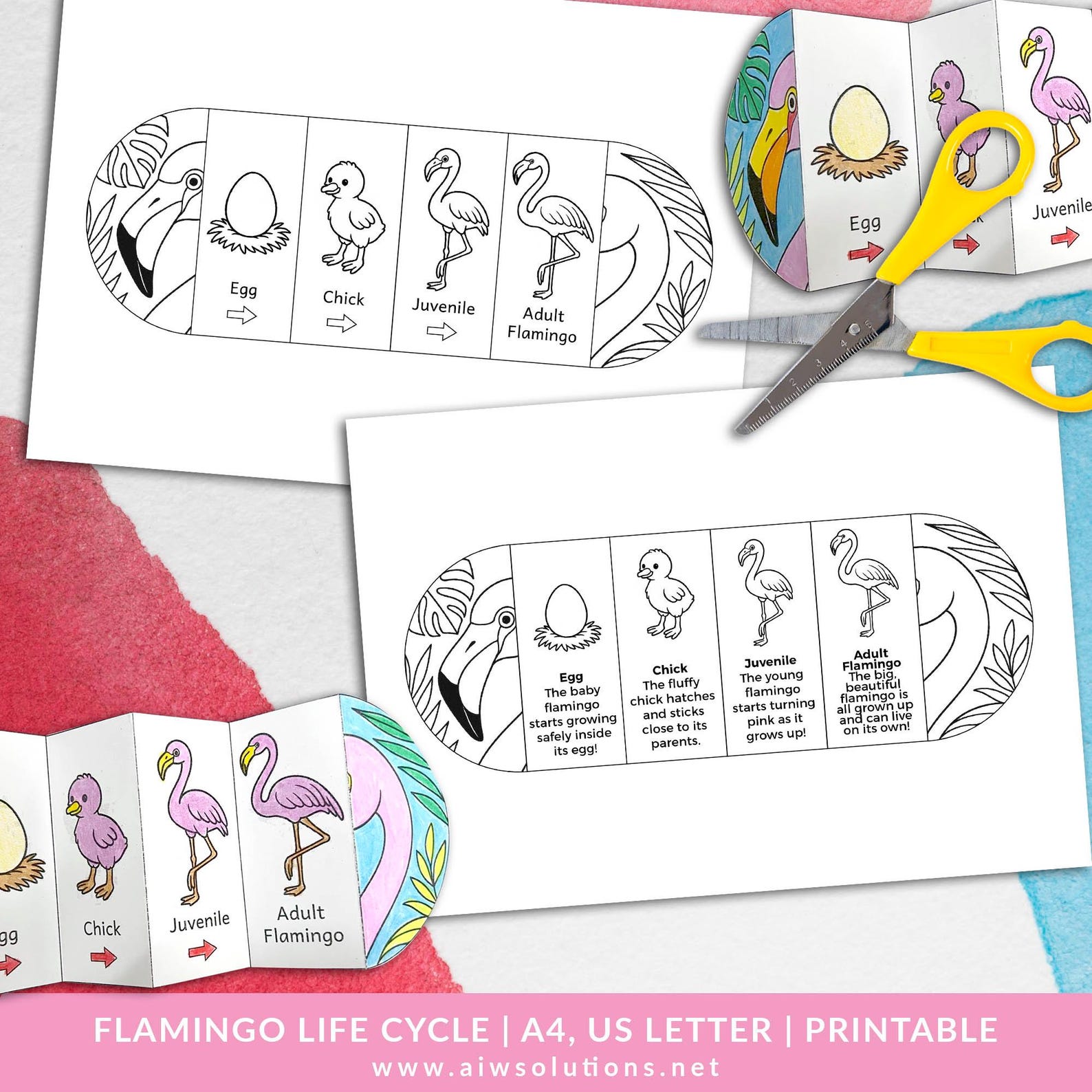 Flamingo Life Cycle Activity, Flamingo Foldable Activity, Flamingo ...