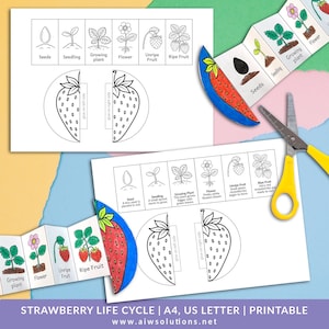 Life Cycle of A Strawberry Plant Sequence and Fold Kids’ Craft ...