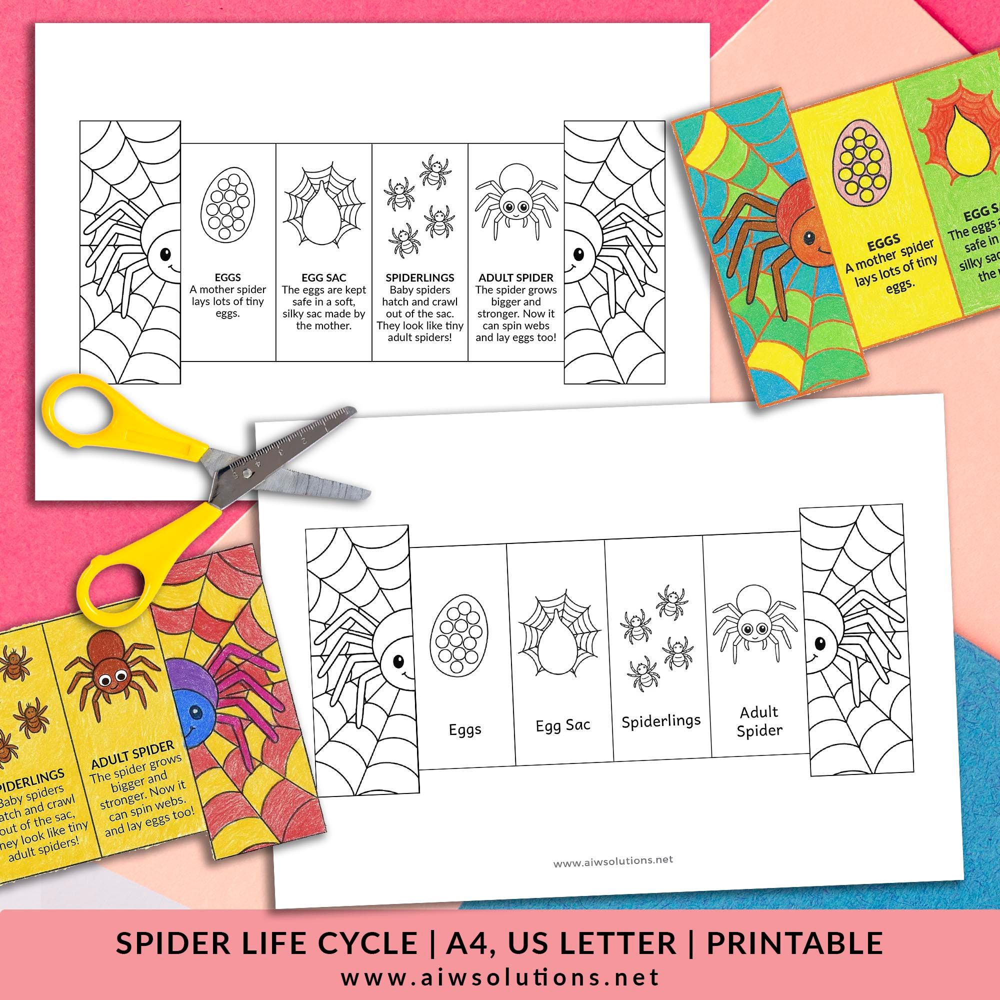 Foldable Spider Life Cycle Learning Activity for Kids , Kids Science ...