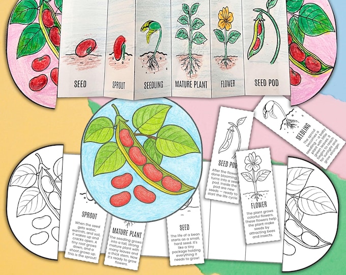 Life Cycle of A Bean Plant, Bean Life Cycle Worksheet, STEM Crafts for ...