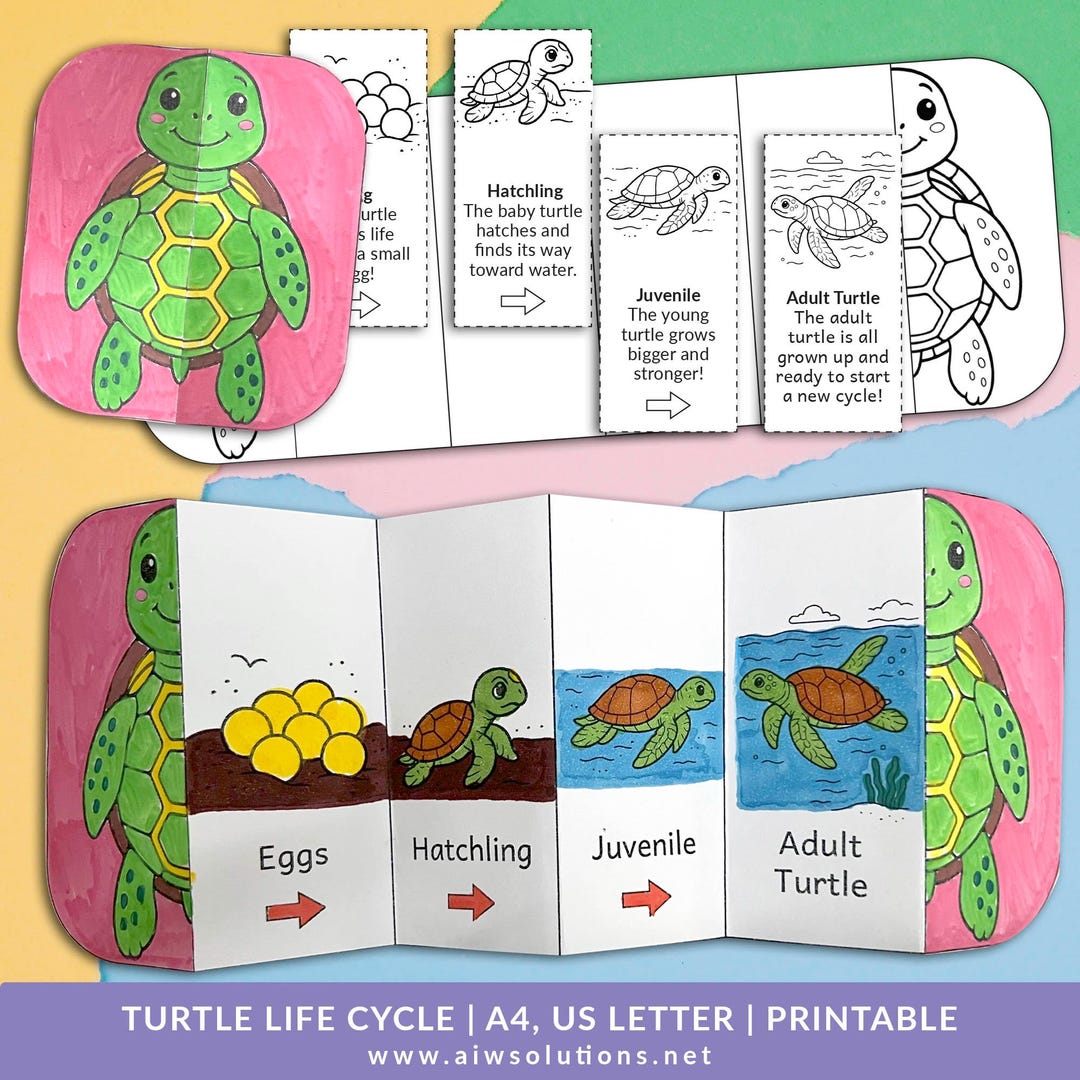Turtle Life Cycle Activity, Sea Animal Foldable Activity, Turtle ...