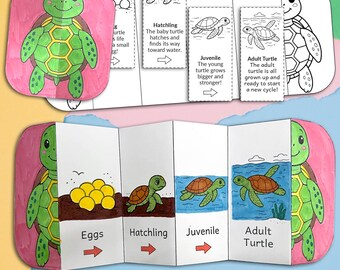 Turtle Life Cycle Activity, Sea Animal Foldable Activity, Turtle ...