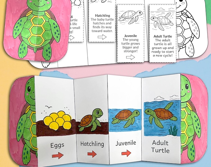 Turtle Life Cycle Activity, Sea Animal Foldable Activity, Turtle ...