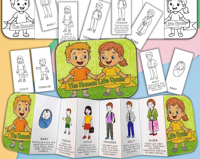 Human Life Cycle, Life Cycle Craft, Human Growth Stages, Foldable ...