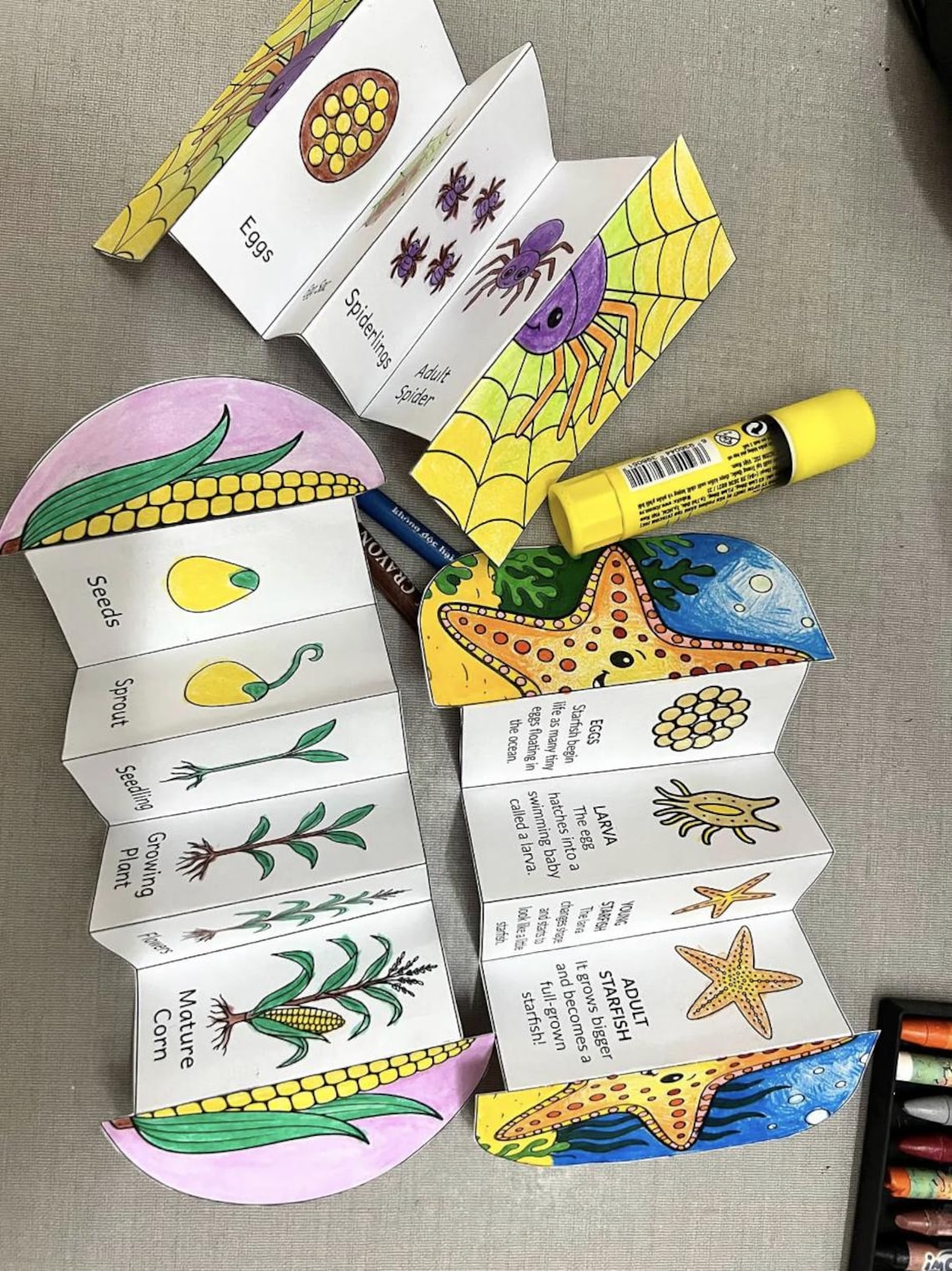 Life Cycle of A Cocoa (cacao) Plant Printable Activity, Where Chocolate ...