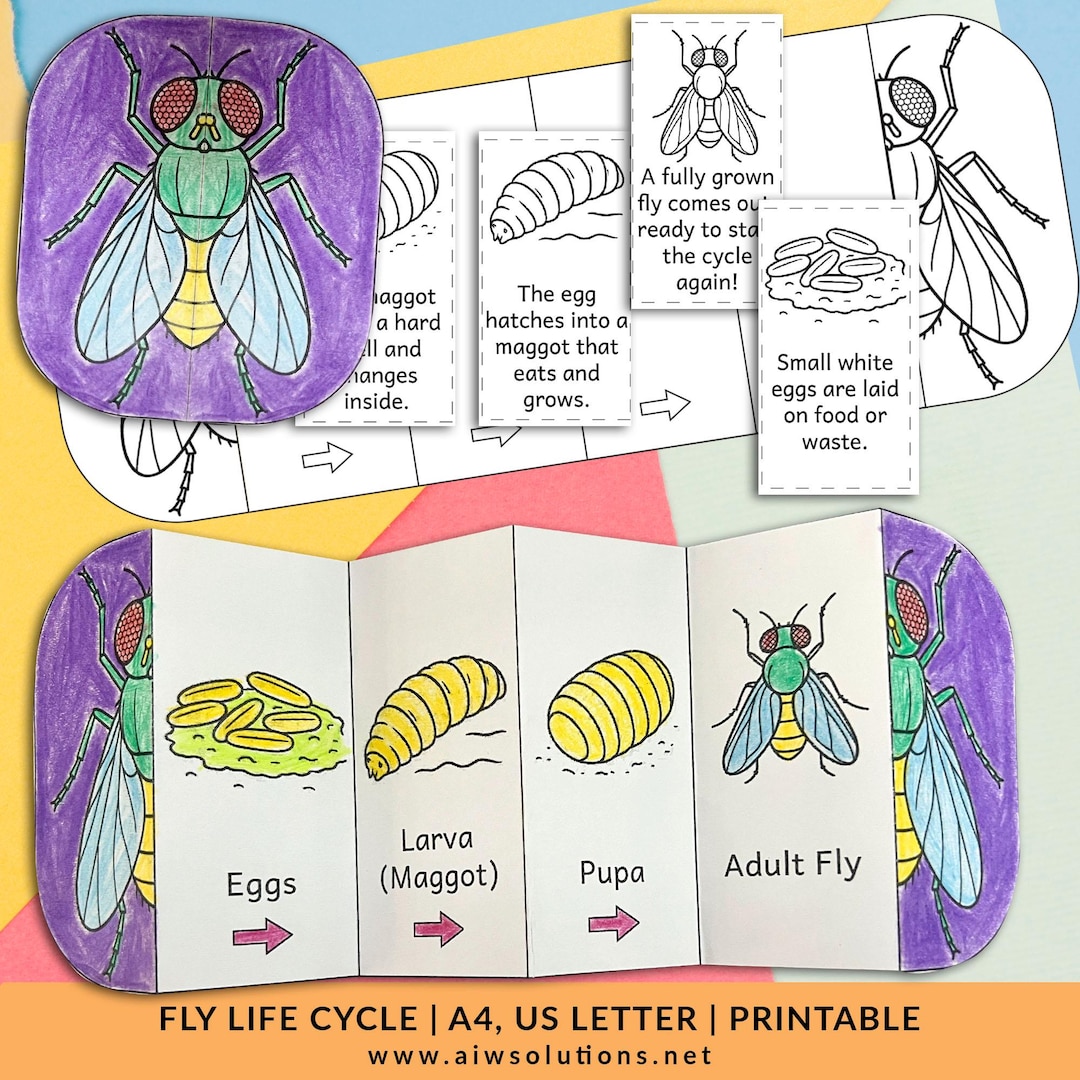 Life Cycle of a Fly, STEM Activity,fly Foldable, Insect Activity Cut ...