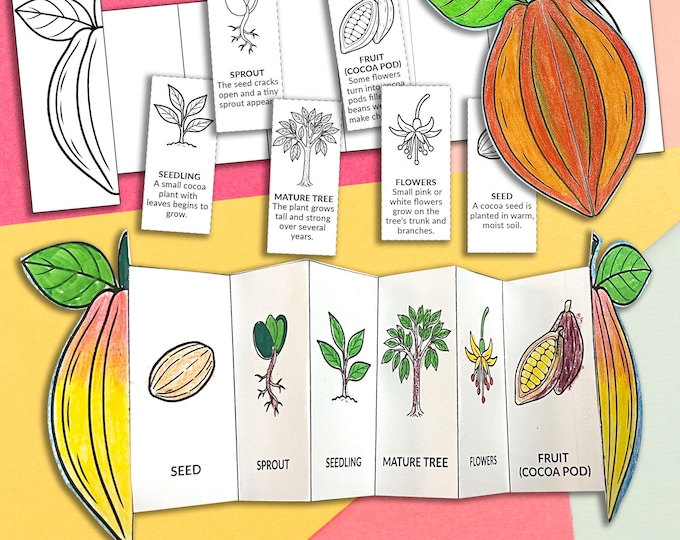 Life Cycle of A Cocoa (cacao) Plant Printable Activity, Where Chocolate ...