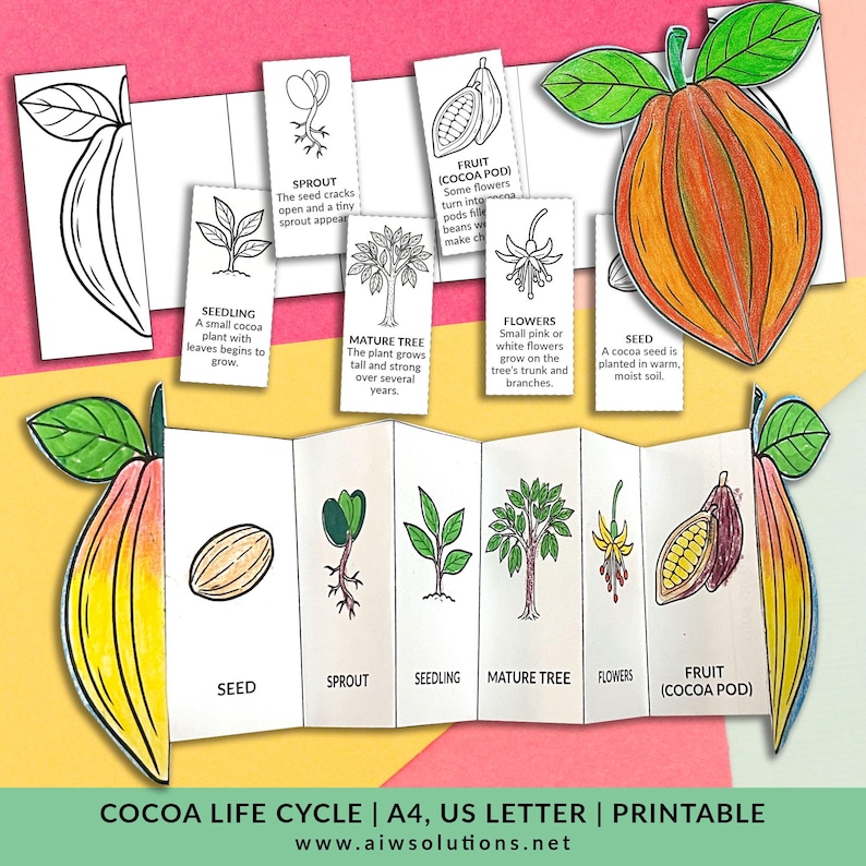 Life Cycle of A Cocoa (cacao) Plant Printable Activity, Where Chocolate ...