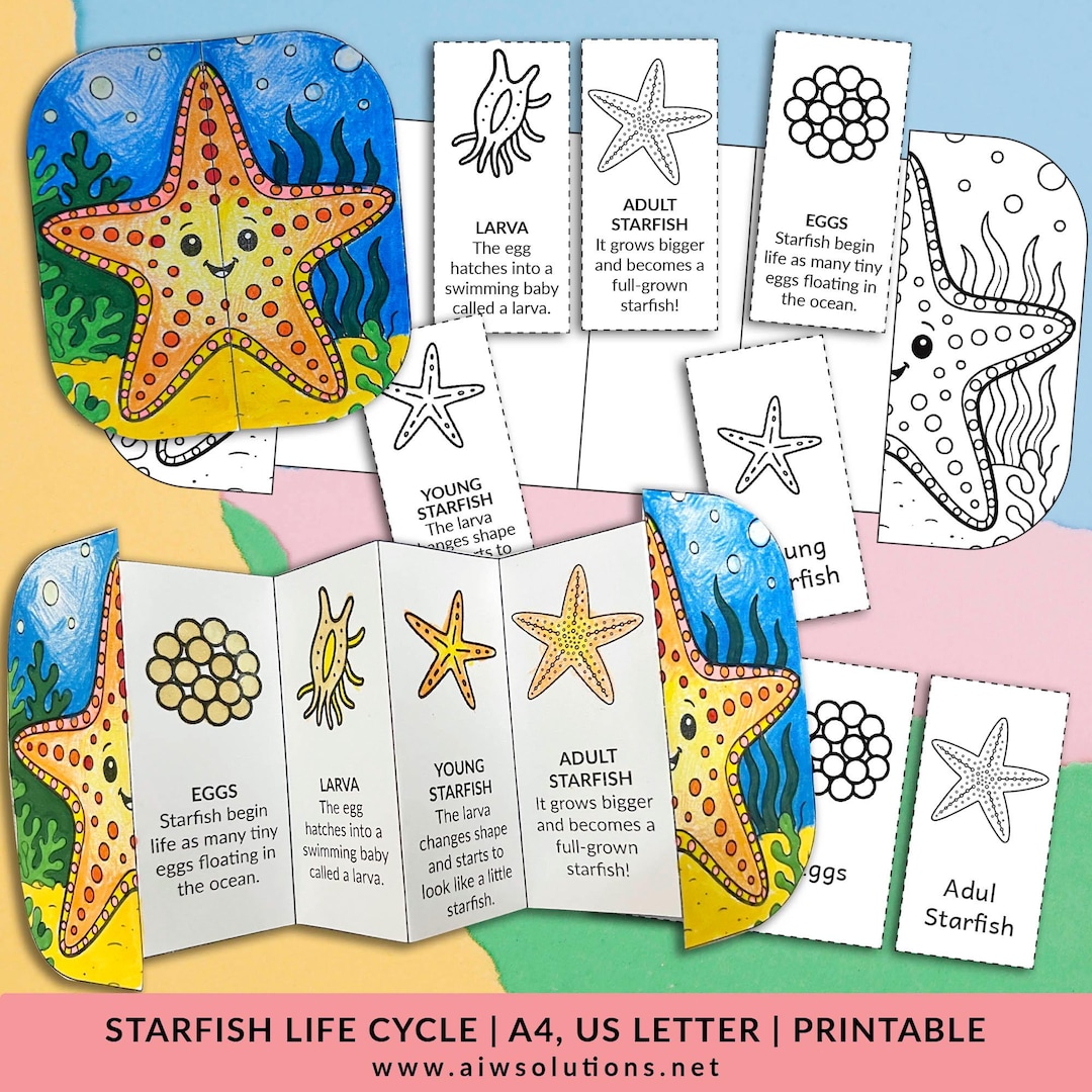 Starfish Life Cycle for Kids, Sea Animal Science Activity, Marine ...