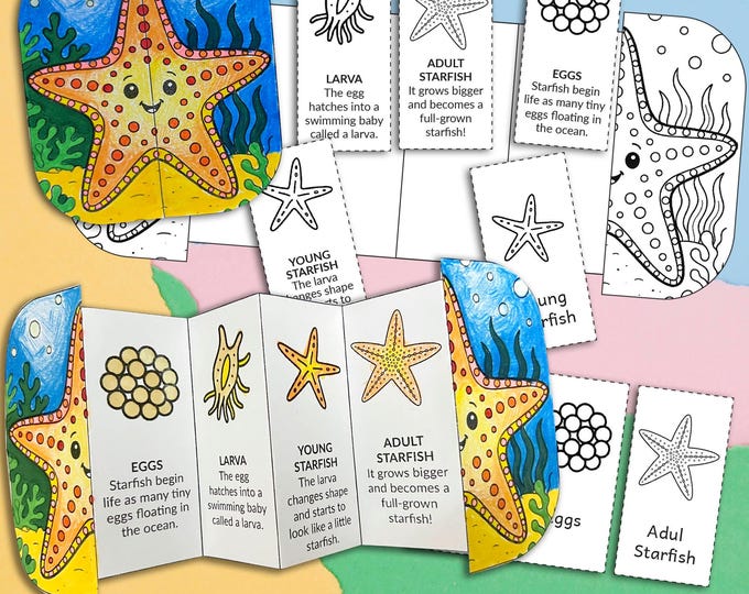 Foldable Seahorse Life Cycle Learning Activity for Kids | Marine Life ...