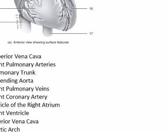 Basic Cardiac Notes - Etsy