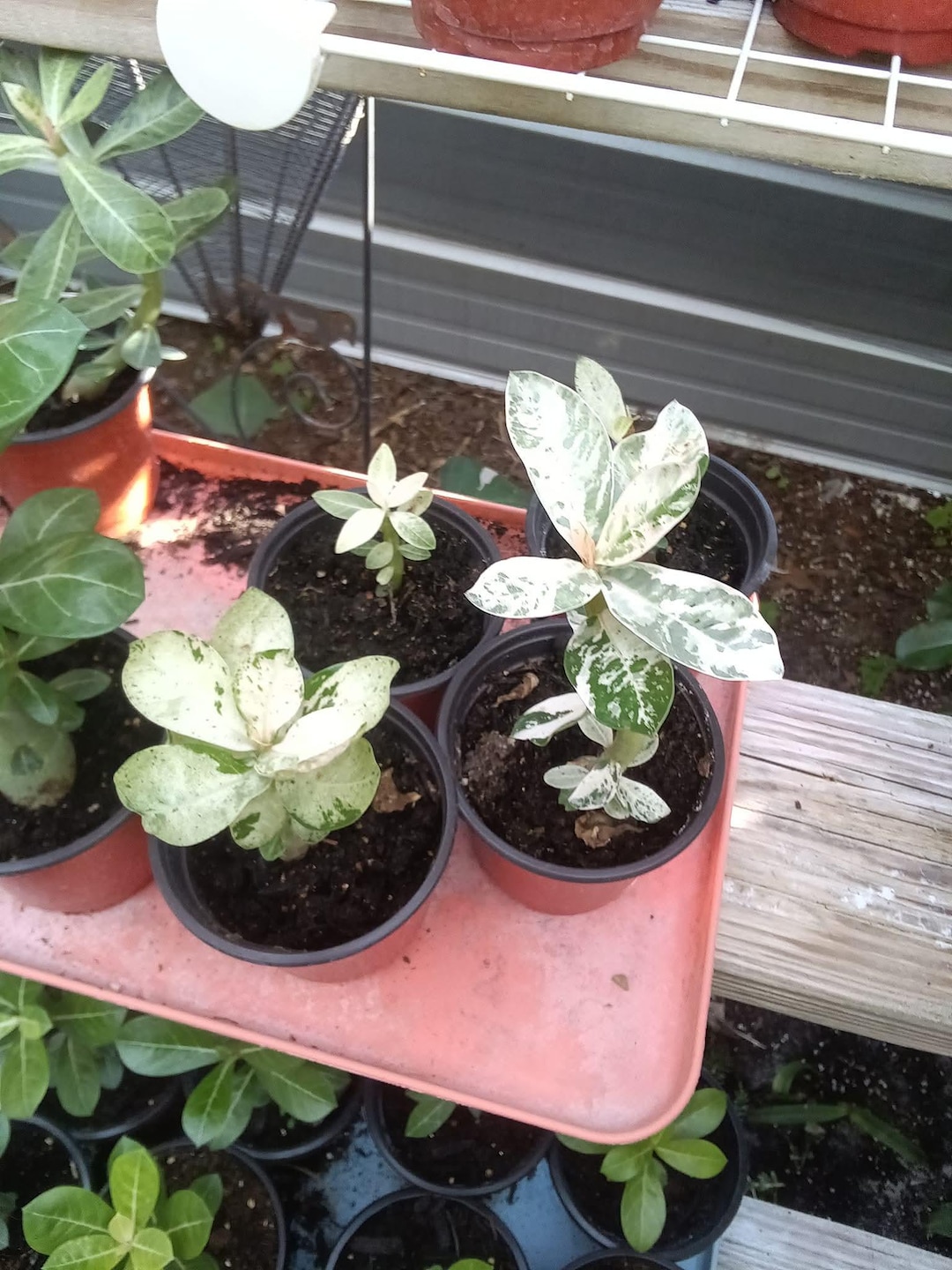 Extremely Rare Verigated Desert Rose Seeds - Etsy