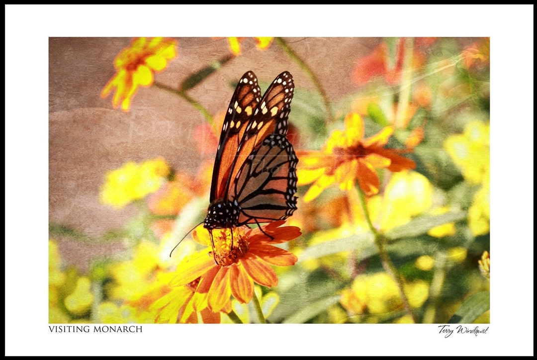 Monarch Butterfly - Etsy