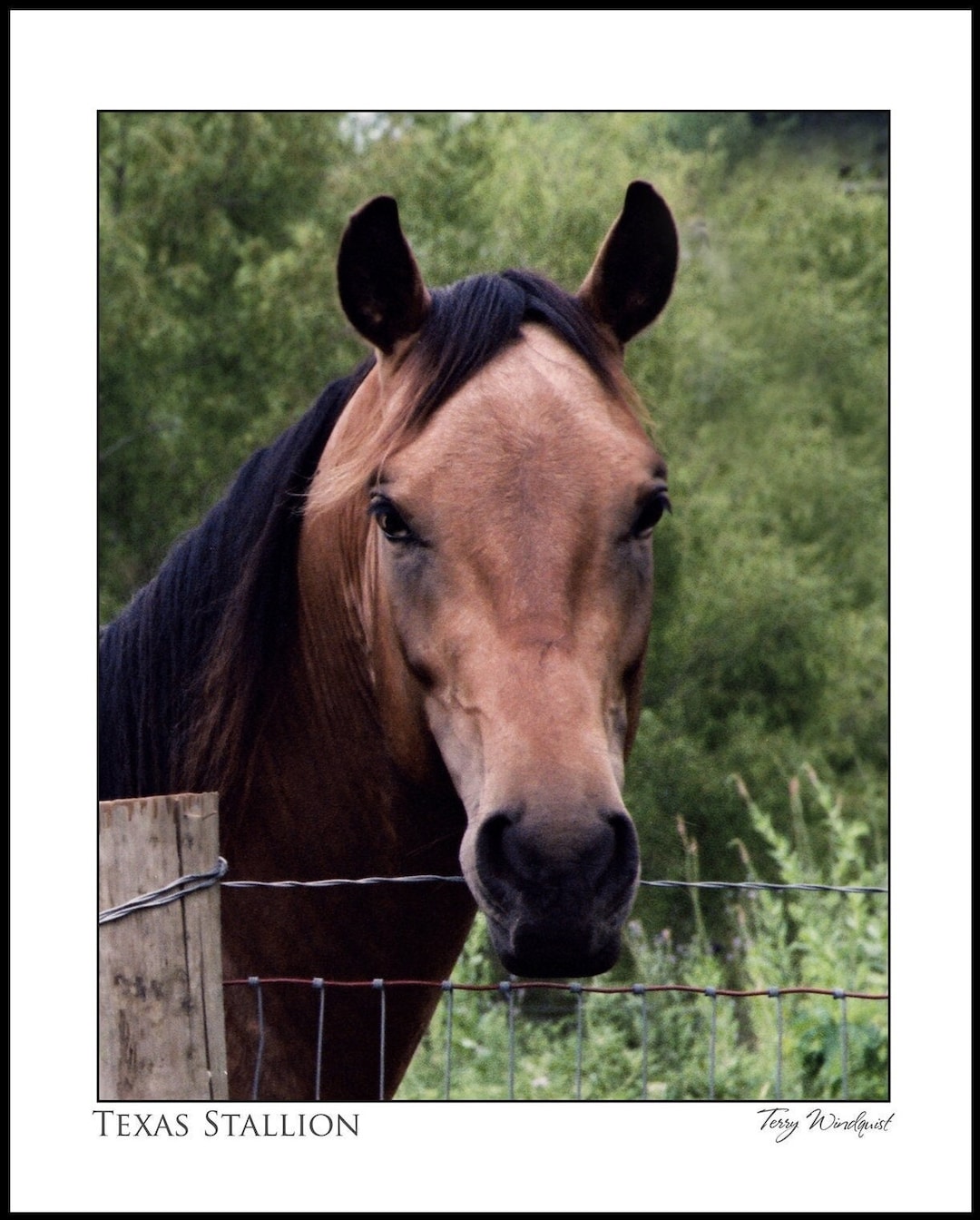 Texas Stallion - Etsy