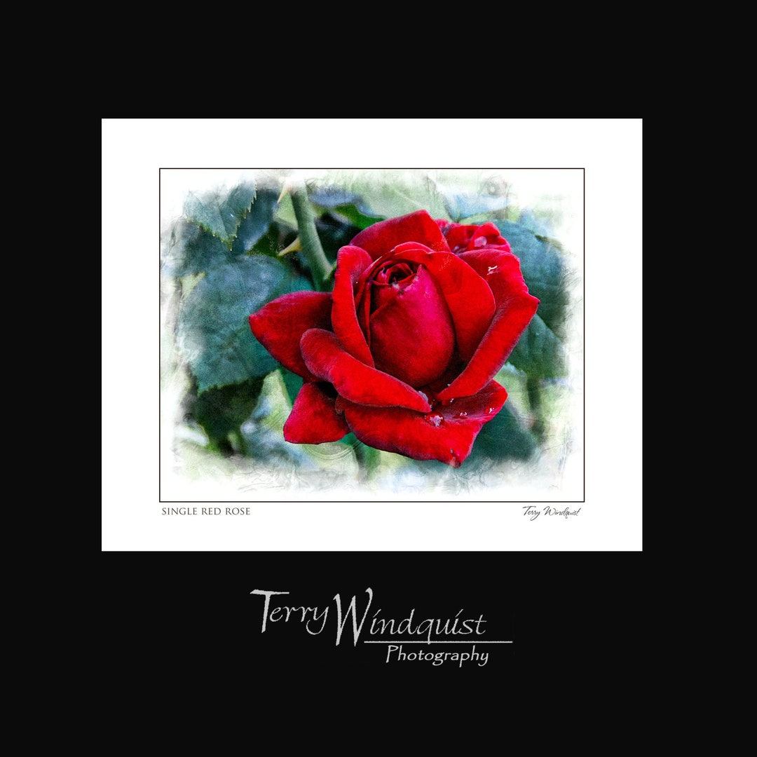 Single Red Rose, Fine Art Wall Print, Flowers - Etsy
