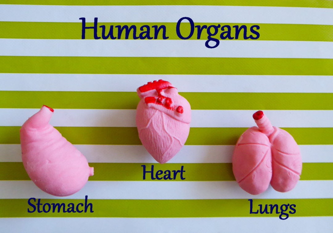 Human Organ Such as Heart, Stomach and Lungs Silicone Molds for DIY ...