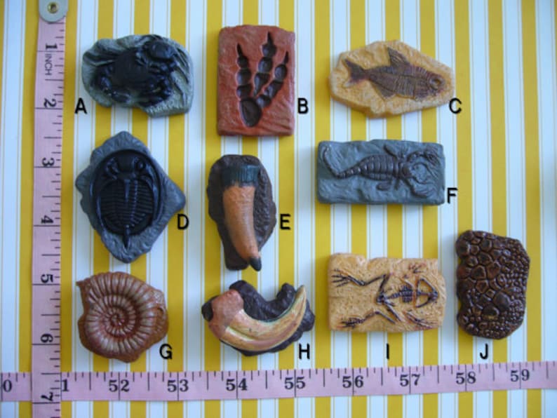 Fossil, Ammonite, Trilobite Silicone Molds for DIY Crafts. Tooth and ...