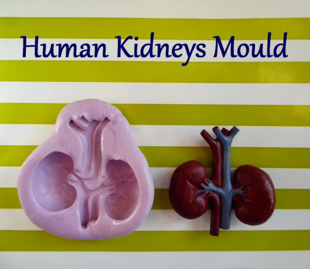 Kidney Human Organ Silicone Mold for DIY Crafts for Halloween Projects ...