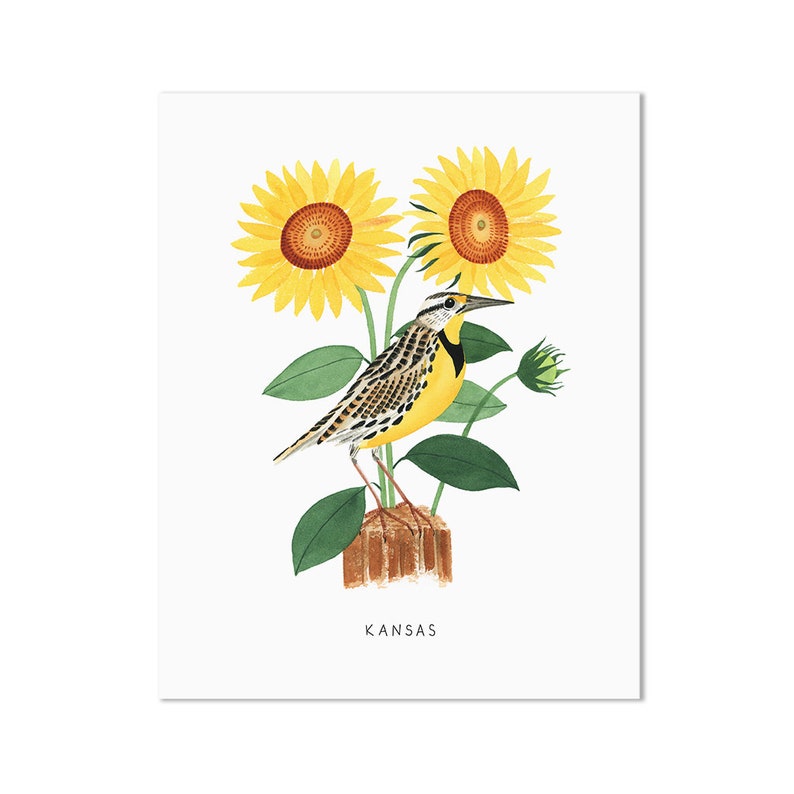 Kansas State Bird Art Print Kansas Meadowlark and Sunflower - Etsy