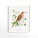 Georgia State Bird Art Print | Georgia Brown Thrasher and Cherokee Rose ...