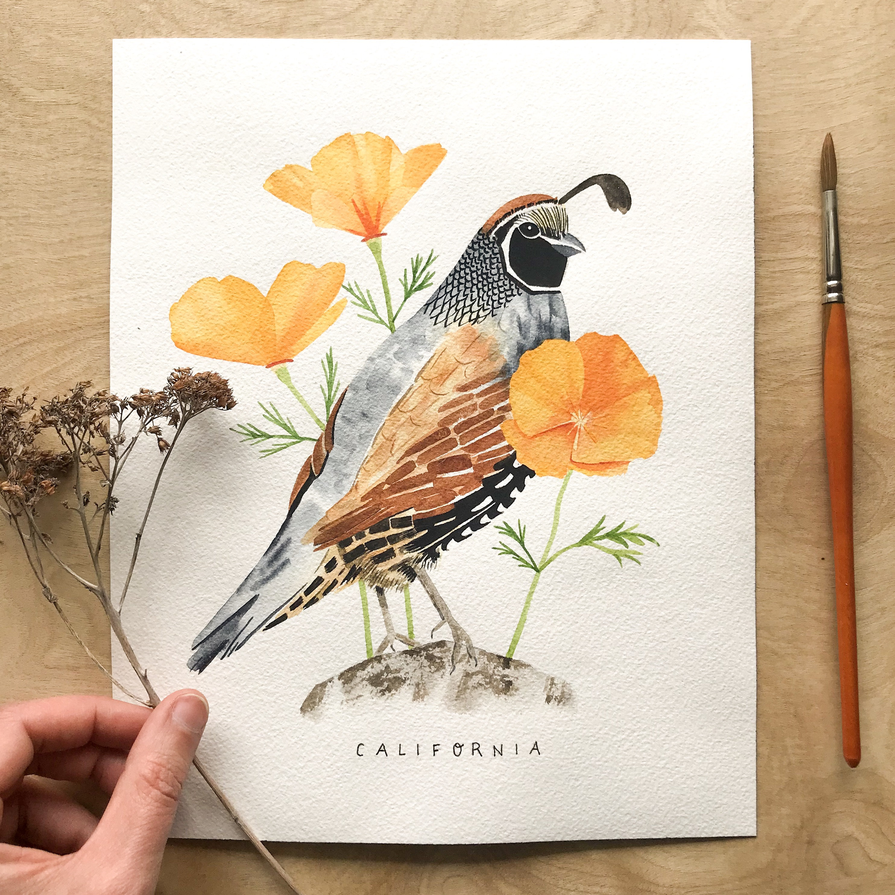 California State Bird Art Print Cal Valley Quail and - Etsy