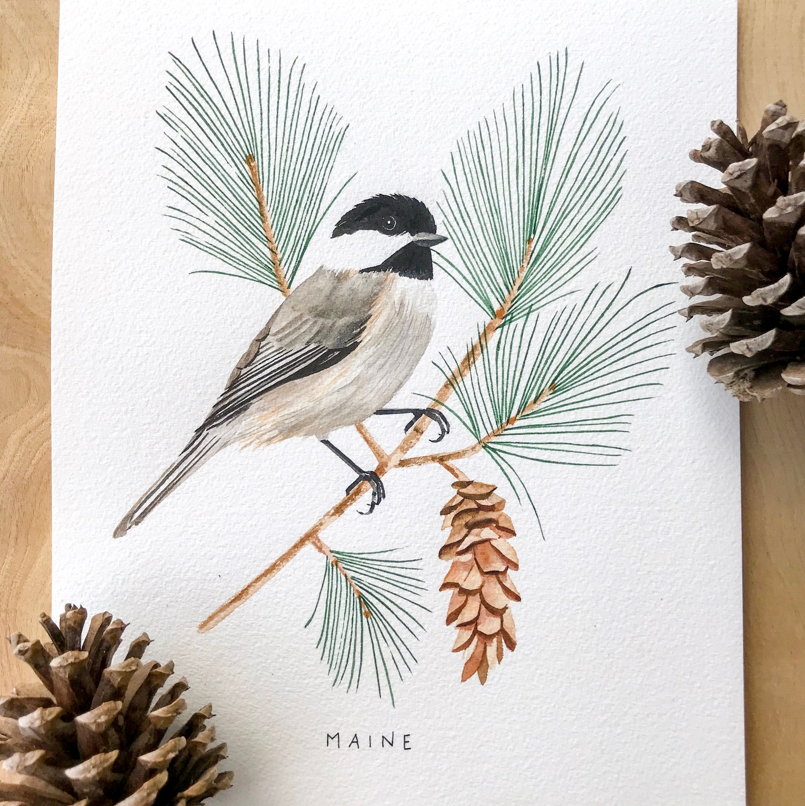 Maine Chickadee Art Print | Watercolor State Bird and Pinecone - Etsy