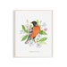 Connecticut State Bird Art Print | American Robin and Mountain Laurel ...