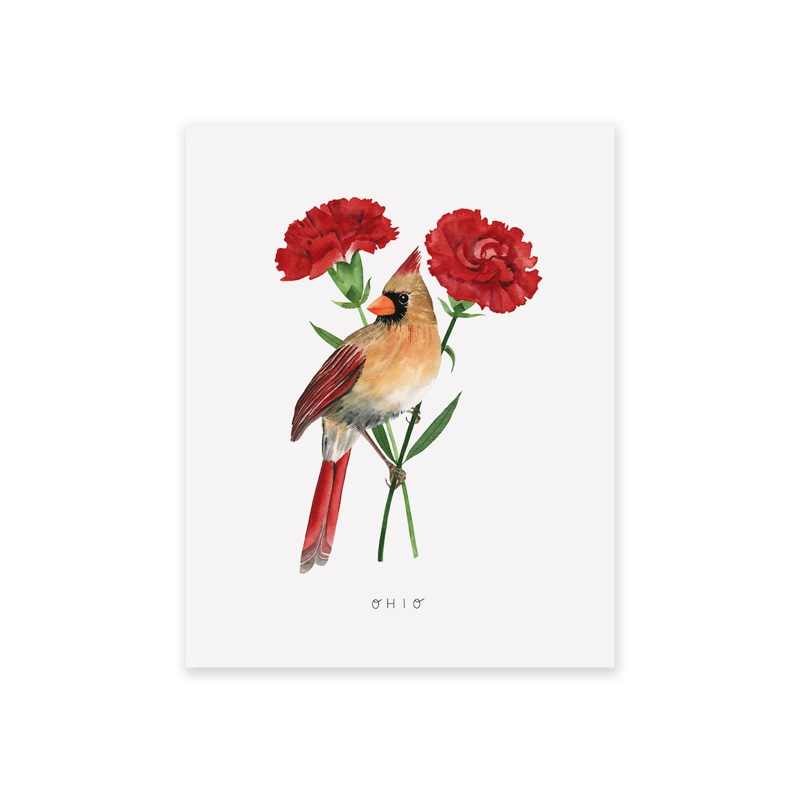 Ohio State Bird Art Print | Ohio Cardinal and Carnation - State Flower ...
