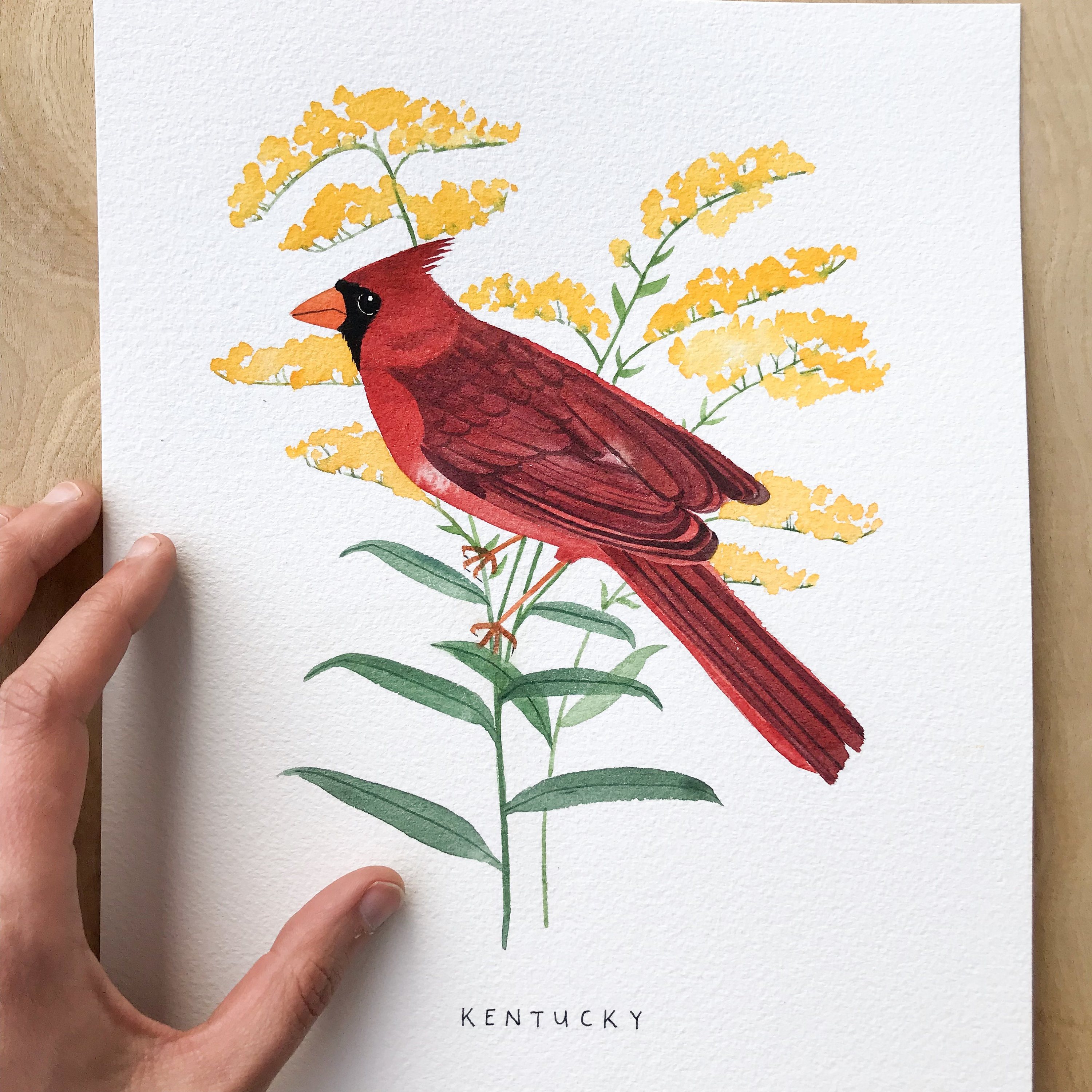 Kentucky State Bird Art Print / Kentucky Cardinal y Goldenrod | Etsy